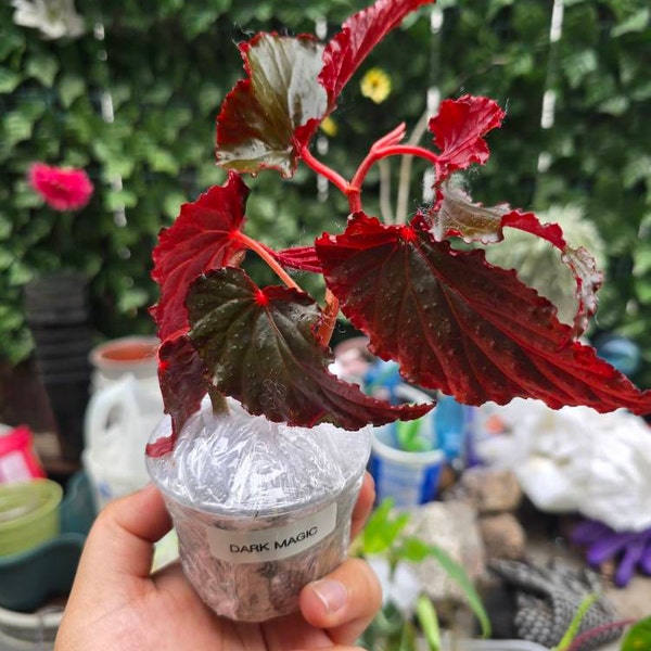 WATERMELON BEGONIA (procris Repens) - Starter Plant - Cuttings *all ...