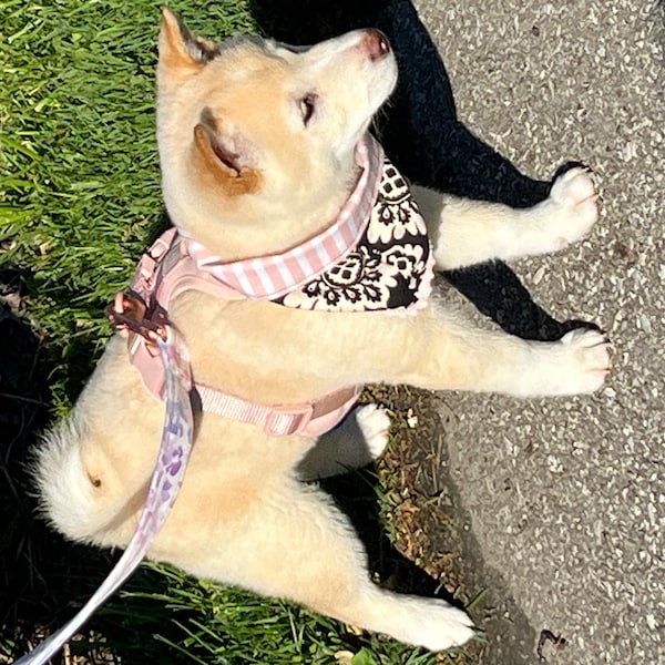 Scrunchie Dog Bandana PDF Sewing Pattern Tutorial/pet/cat/elastic ...