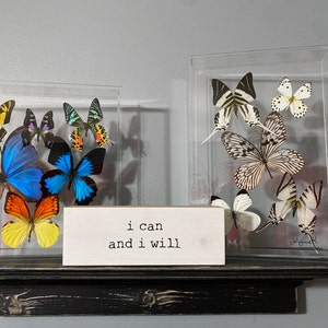 Butterfly Display Framed Butterflies Mounted Butterflies - Etsy