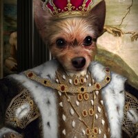 Custom Knight Pet Portrait . Custom Pet Knight Portrait . - Etsy