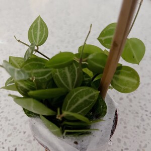 Ludochilus Sea Turtles Jewel Orchid - Etsy