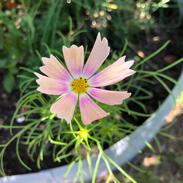Apricot Lemonade Cosmos Seeds, Cosmos Bippinatus CO0125 - Etsy