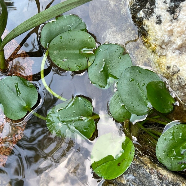 Water Poppy Hydrocleys Nymphoides Floating Pond Plant Water Poppy 3 ...