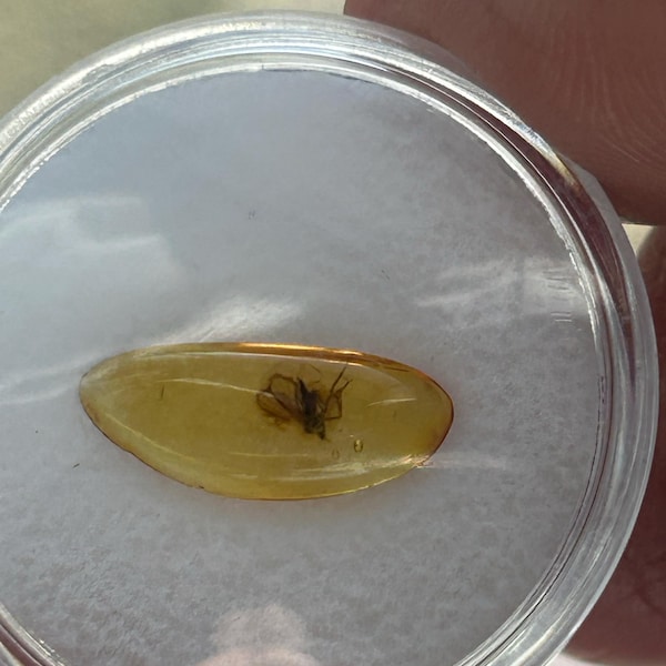 GENUINE Fossil Insect Inclusion in Burmese Amber Kit - Includes ...