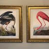 Pink Flamingo Vintage Art Print, Birds of America Decor, Antique Bird ...