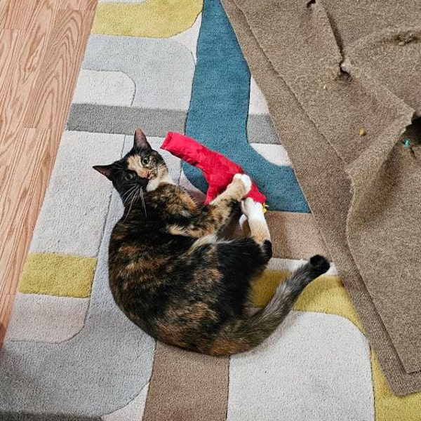 Cat Scent Enrichment Kit | 13 Herbs | Improve Wellbeing | Cat Toy | Cat ...