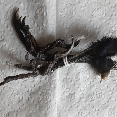 One Pair 2 Crow Feet Foot Talon Claws Taxidermy Fetish Curio Bones Art ...