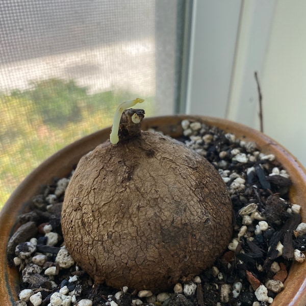 Value Box Stephania Erecta and Phyllanthus Mirabilis – Perfect for ...