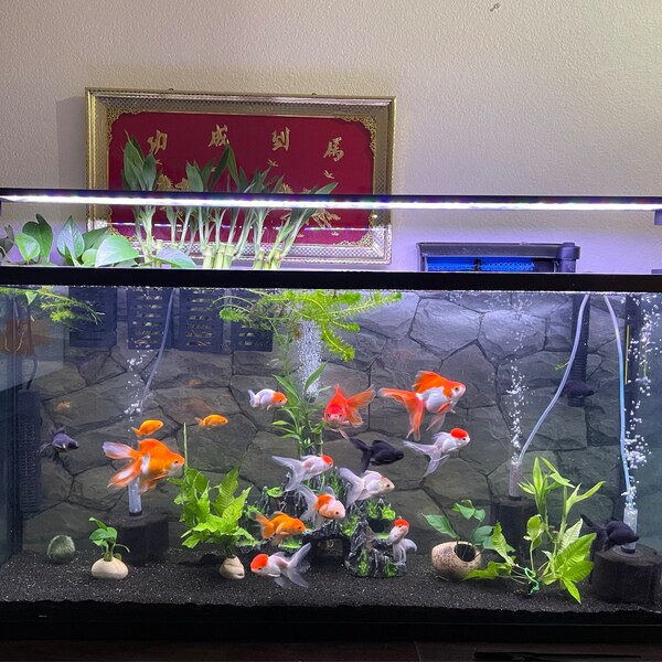 Hygger Advanced Light Riser, Attractive Stable Elevated Stand, Quality ...