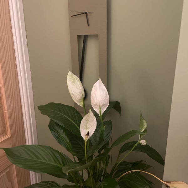 Bluntly Modern Design - Wooden Grandfather Pendulum - Wall Clock ...