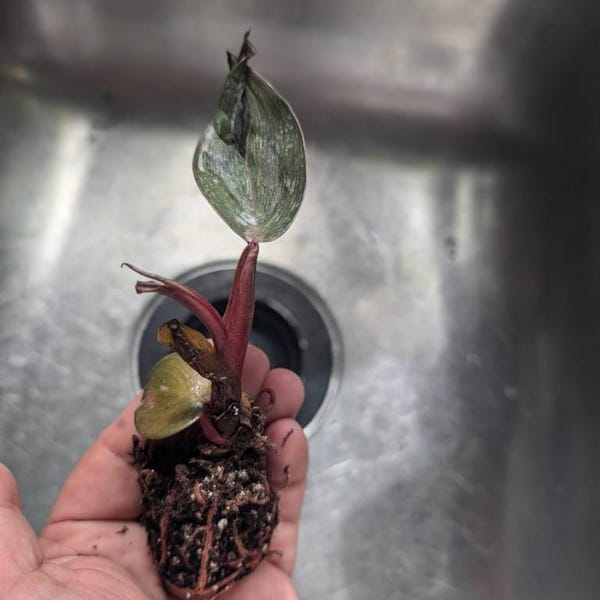 Philodendron El Choco Red Starter Plant (ALL STARTER PLANTS Require You ...