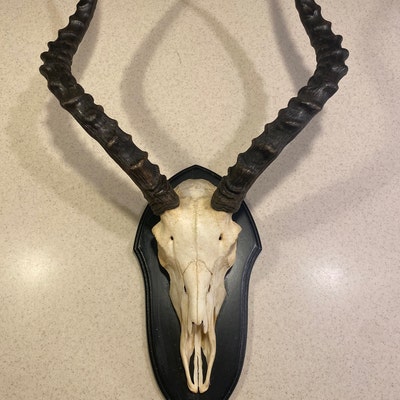 HUGE Carved/painted Wild Boar / Pig / Hog Skull Bone/ - Etsy