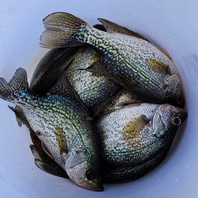 Baby Bass Green Crappie/bass Jig 99 5 per Pack 4 Sizes 2 Hook Styles ...