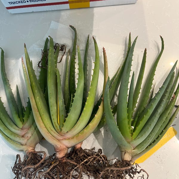 Aloe 'tangerine' HYBRID Arborescens X Ferox INTENSE BLOOMS Starter ...