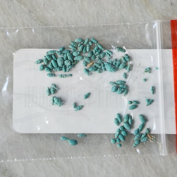 Trachyandra Tortilis Seeds, Albuca Namaquensis, 50pcs/pack （#9654） - Etsy