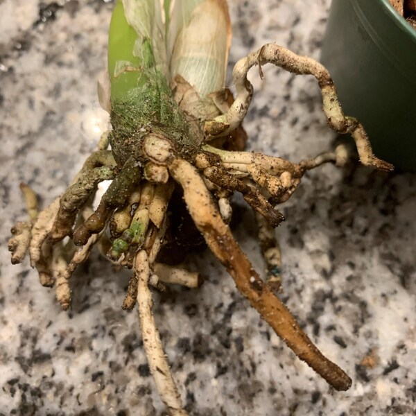 Orchid Plant LIVE Rlc. Amazing Thailand 'rainbow' Rare BLOOMING SIZE ...