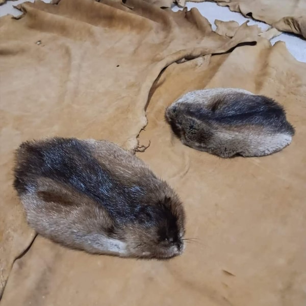 Tanned Red Fox Professional Soft Tanned Silky Fur. Eastern Red Fox - Etsy