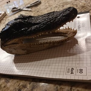 ALLIGATOR BONE DUST Voodoo Hoodoo Wicca Gothic Oddity - Etsy