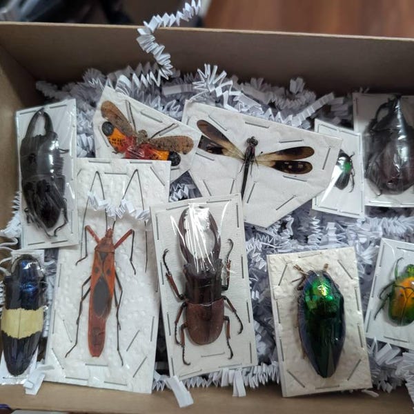 REAL Assorted Bugs and Beetles! Cool Insect Species From Around the ...
