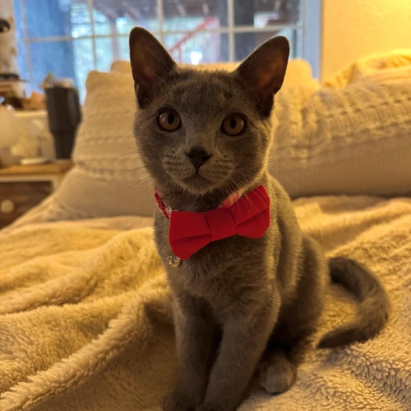 Cat Collar - "the Ringleader" - Cat Collar - Bright Pink Velvet - Etsy