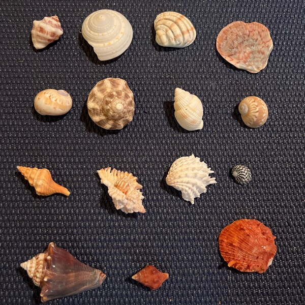 Nerite Shells- Set of 3 Shells, East Coast Shells, Four Toothed Nerite ...