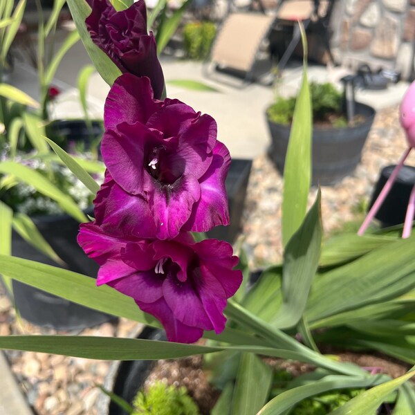 Gibraltar~~deciduous Azalea Rhododendron~~well Rooted Starter Plant ...