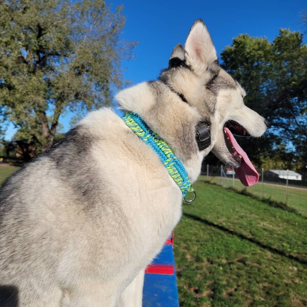 Paracord Dog Collar, Custom Colors and Closure, Trilobite Waves Weave ...