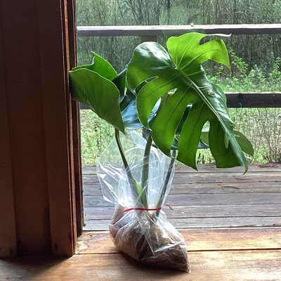 Monstera Deliciosa Cutting Tropical Split Leaf Plant Indoor & Outdoor ...
