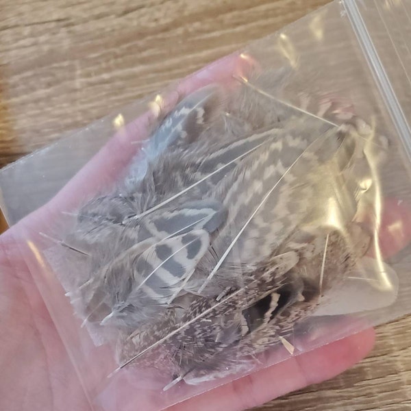 50 Bobwhite Quail Body Feathers 3/4 to 1 3/4 - Etsy