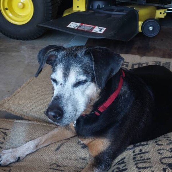 Modified Hoxsey With or Without Boneset - Etsy