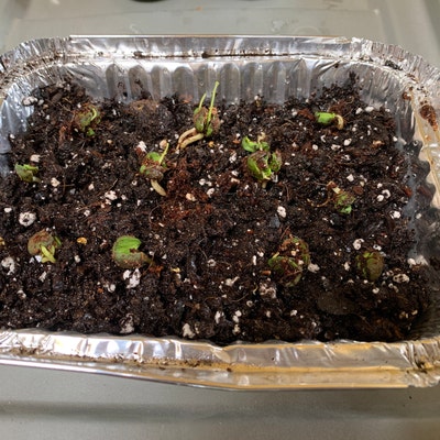 Curry Leaf Plant Seeds 10 Grown in USA Freshly Harvested Murraya ...