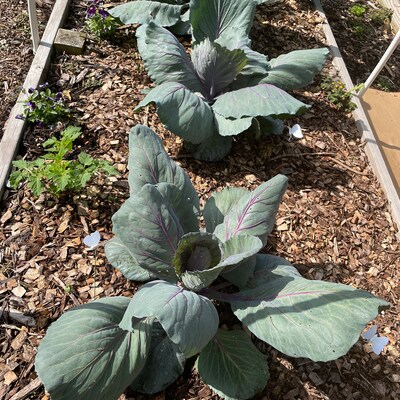 12 Cabbage Moth Decoy, White Butterfly on Stake, Cabbage Moth Decoys - Etsy