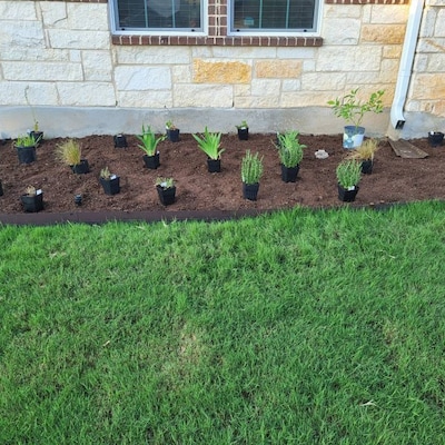 Aubrieta Cascade Purple Trailing Habit for Hanging Baskets-8 Mound ...