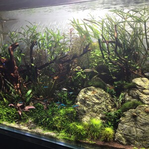 Samolus Parviflorus Red Rare Live Aquarium Plants | Etsy