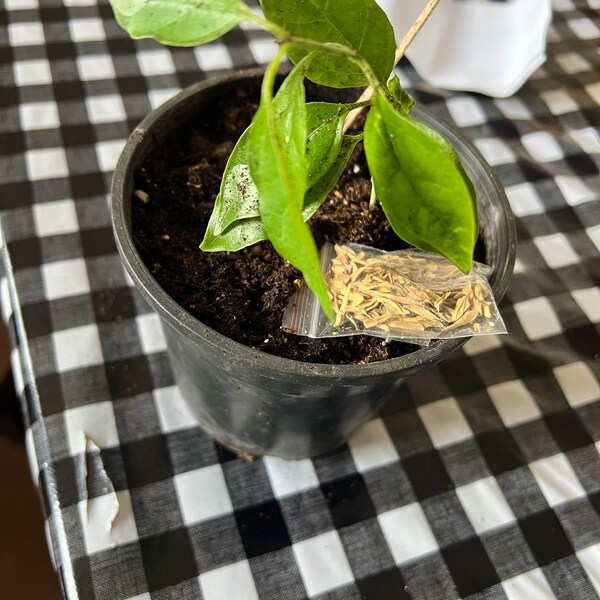 Semillas De Loroco/loroco Seeds - Etsy