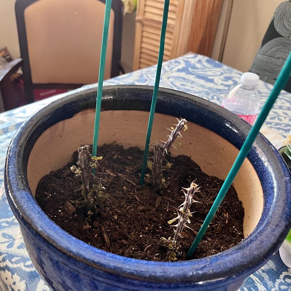 Six 6 Inch Ocotillo Cuttings - Etsy