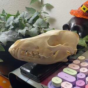 100 Real Rattlesnake Vertebrae Vertebrea Bone Gothic Voodoo - Etsy