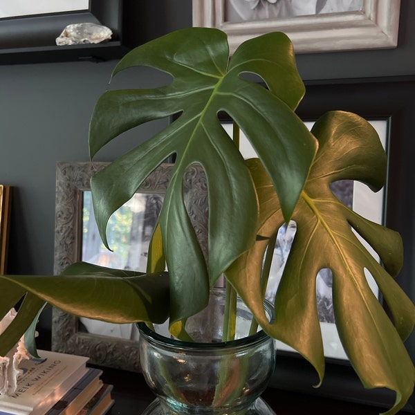 Monstera Deliciosa Cutting Tropical Split Leaf Plant | Indoor & Outdoor ...