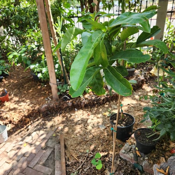 Julie Mango Tree - Grafted Tree - Grafted Tree - - 1 Feet Tall -grafted ...