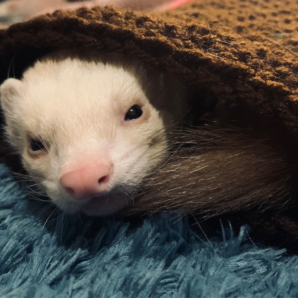 STUDIO or DUPLEX - Your Choice; Ferret; Pocket Pet; Burrow; Nest ...