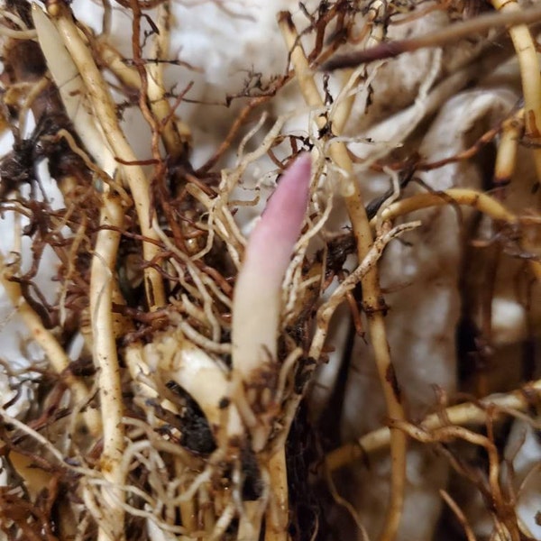 6 Red Spruce Tree Seedlings From Maine - Etsy