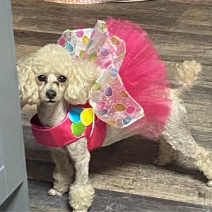 Star Spangled Girl Dog Harness Dress Xxsmall to 4xlarge Dog - Etsy