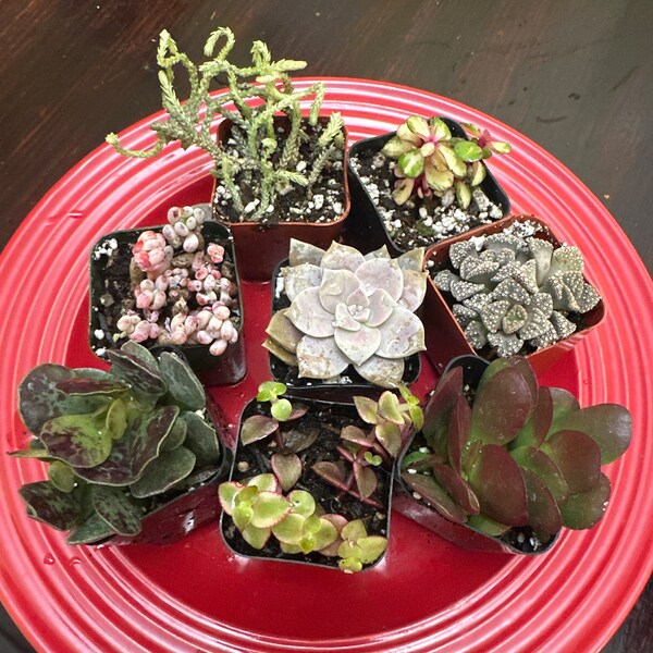 Crassula Platyphylla – Ruby-tipped Succulent | Live Plant in 2” Pot - Etsy