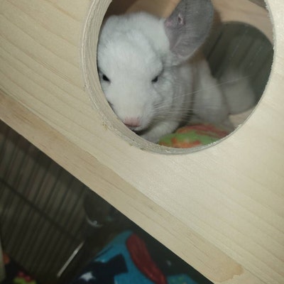 Chinchilla Ledge / Steps / Ramp Mounting Hardware - Etsy