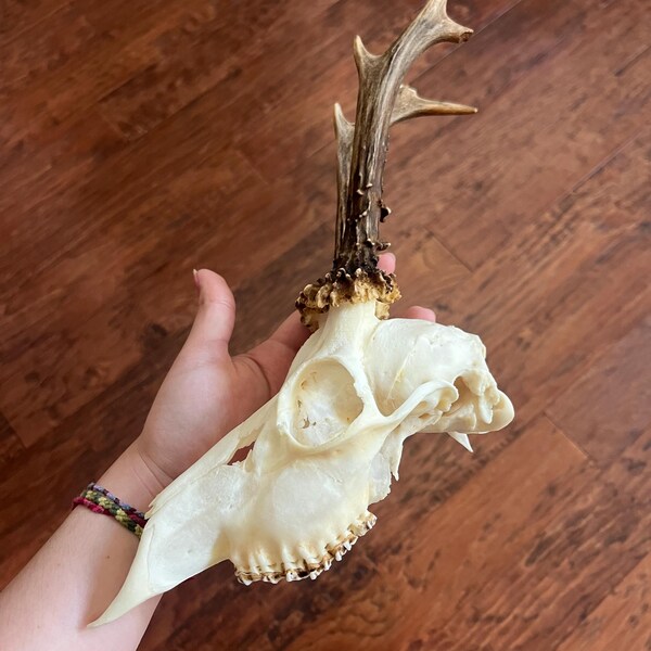 Random White Roe Deer Antler capreolus Capreolus European Species ...