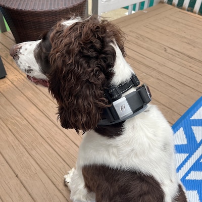 Fi Series 2 Collar Adapter - Etsy