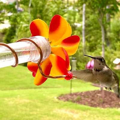 HANDCRAFTED Copper Window Mount Hummingbird Nectar Feeder Realistic Plumeria Flower - Etsy