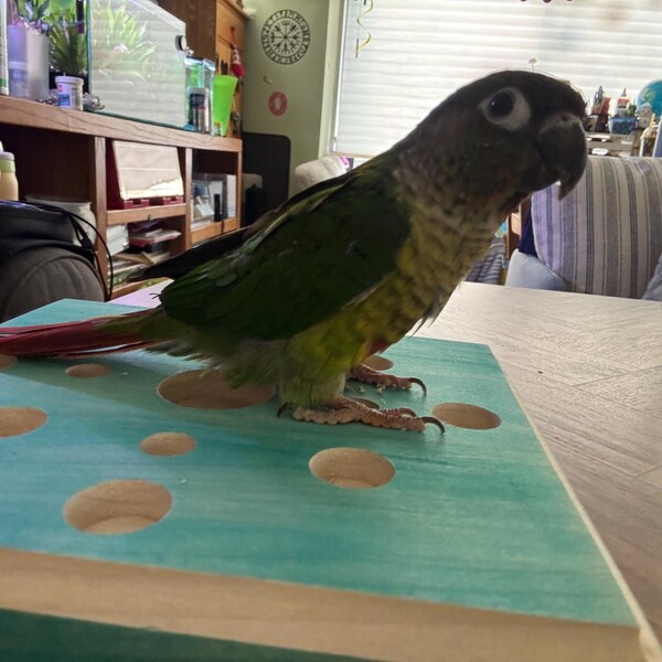 Nut-stash Forager| Fun Natural Foraging Toys for Small to Medium ...