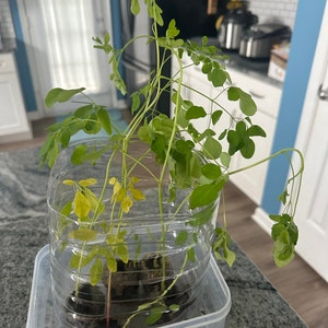 Moringa Oleifera Seeds Drumstick Seeds Malunggay Seeds Miracle Tree ...