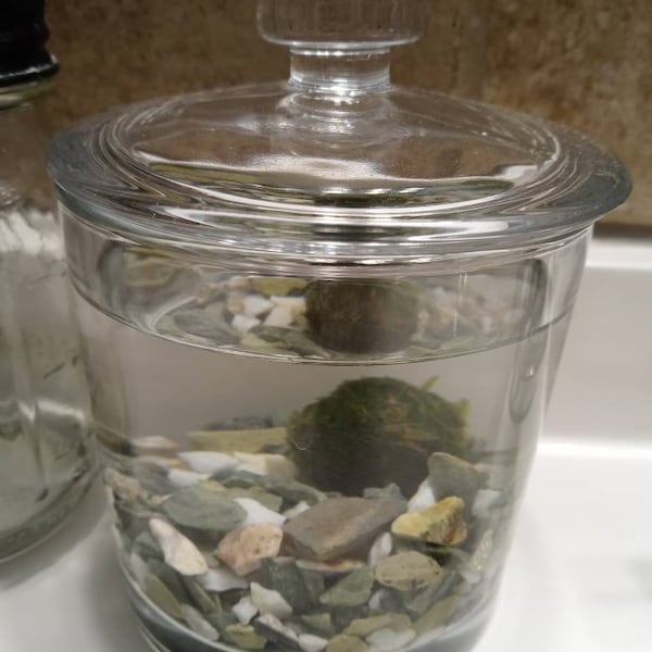 Large Java Moss Ball for Terrarium Planted Tank Live Aquarium ...